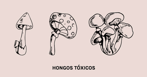 Ruta del Hongo